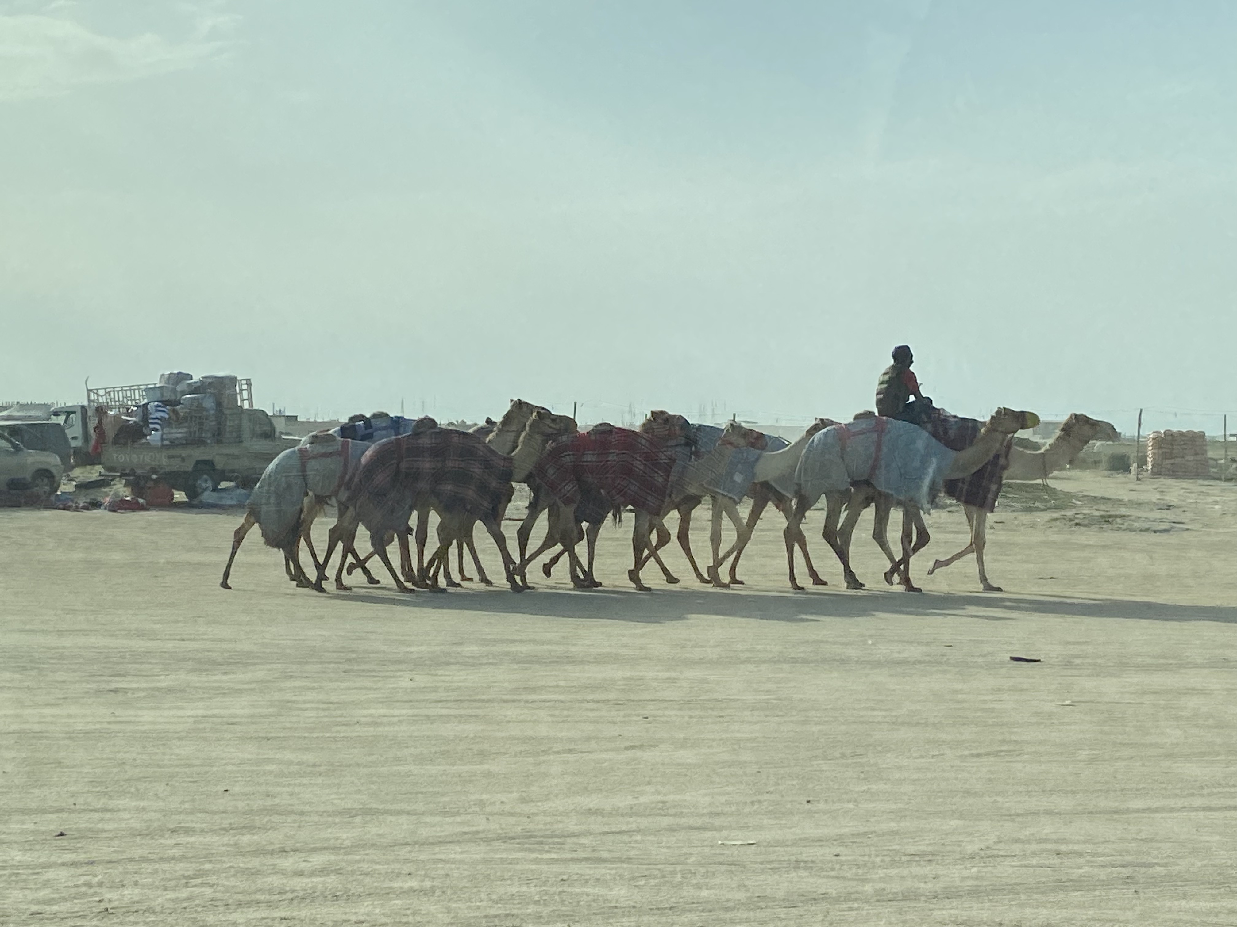 Off to the camel races – susan dalzell